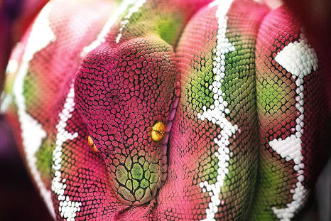 Python Fundamentals For AI APIs | Jumping Bean