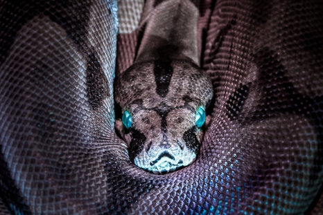 Core Python | Jumping Bean